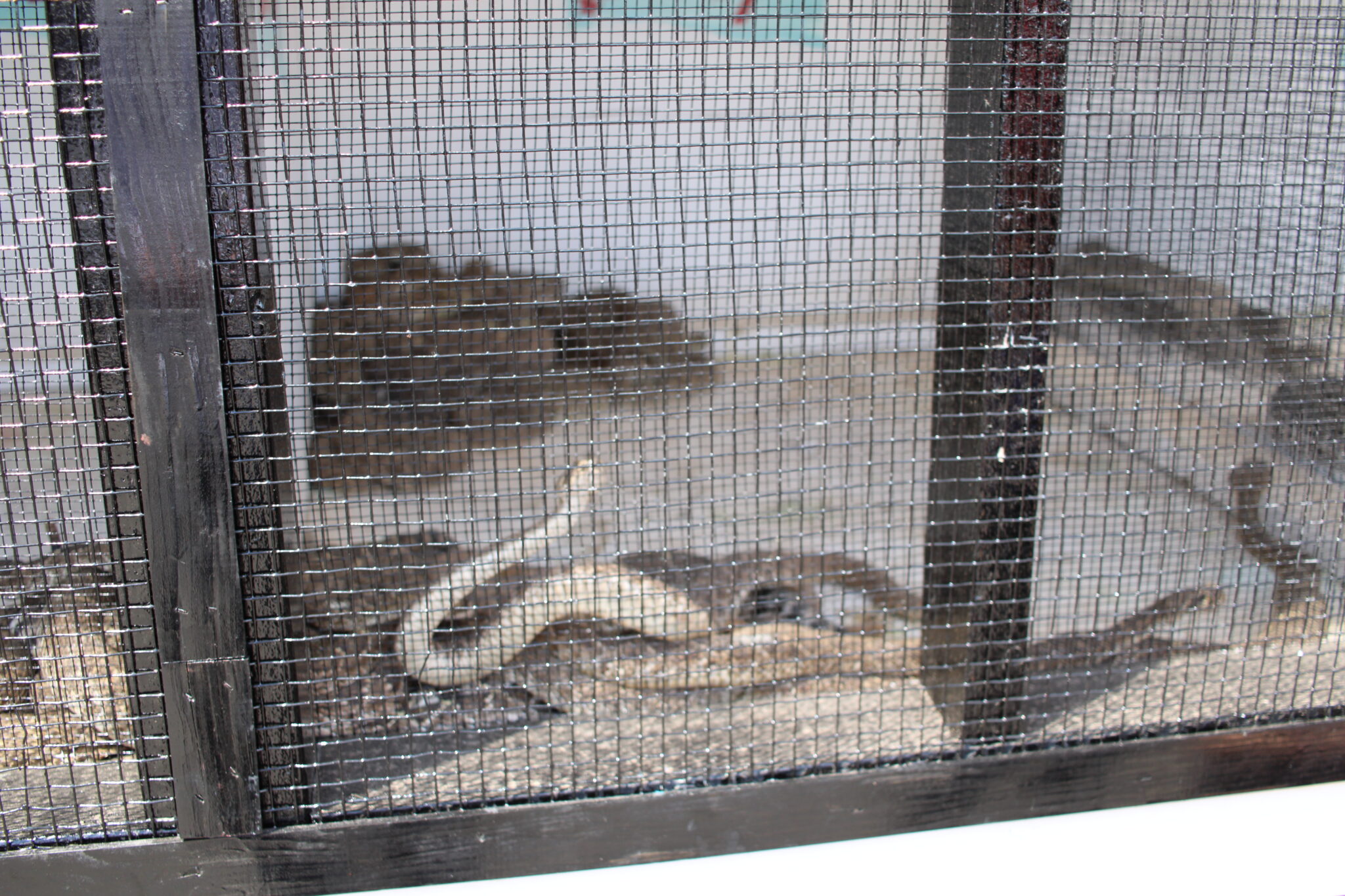 Rattlesnake Derby & Rattlesnake Festival Guide and Information ...