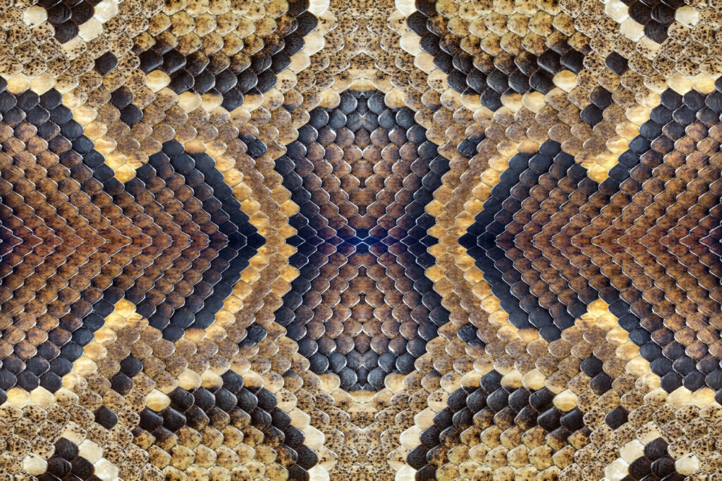 Rattlesnake Derby & Rattlesnake Festival Guide and Information ...